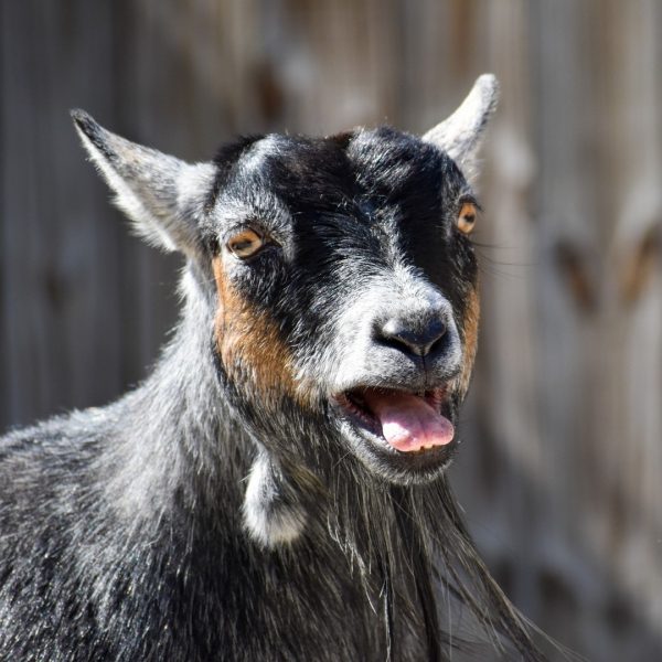 Wishing You A GOAT Weekend! - Greenville Zoo Zoo Guide