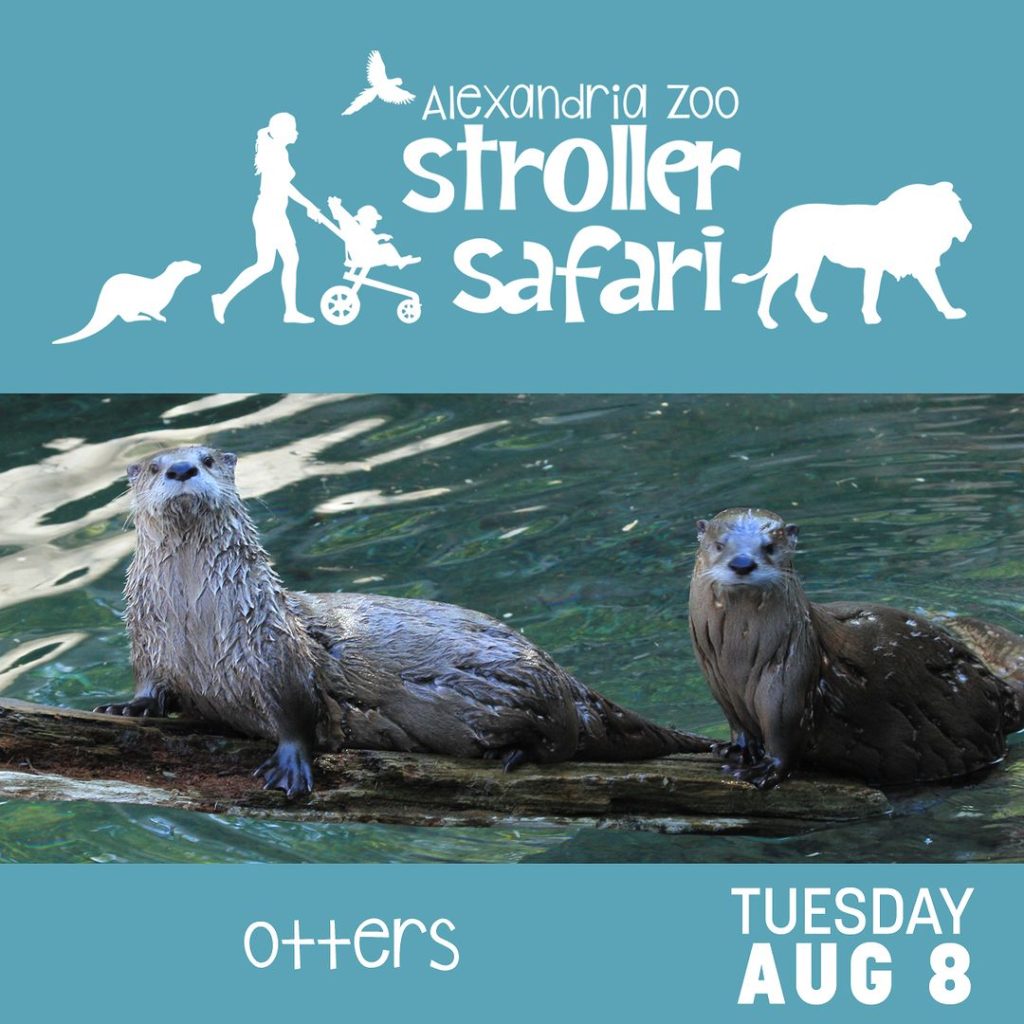 Join Us For A Wild Time At Alexandria Zoo’s Stroller Safari! - Zoos ...