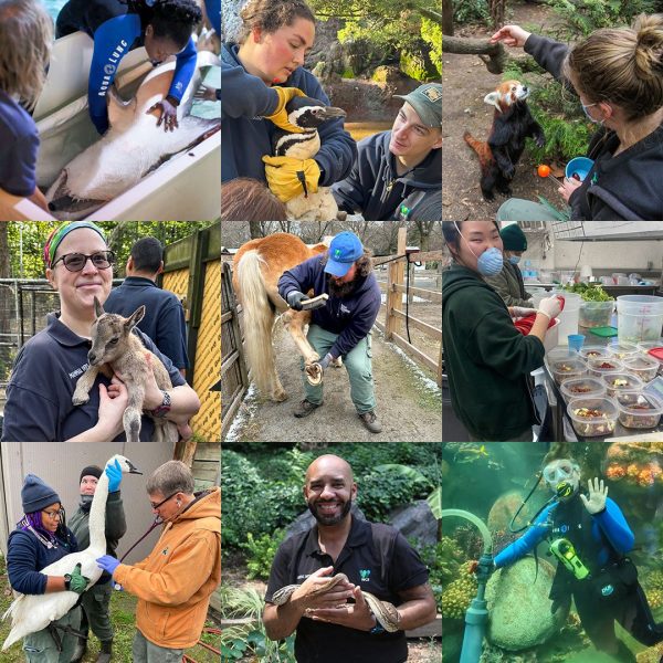 What Does A Zookeeper Do? Everything! - Queens Zoo Zoo Guide