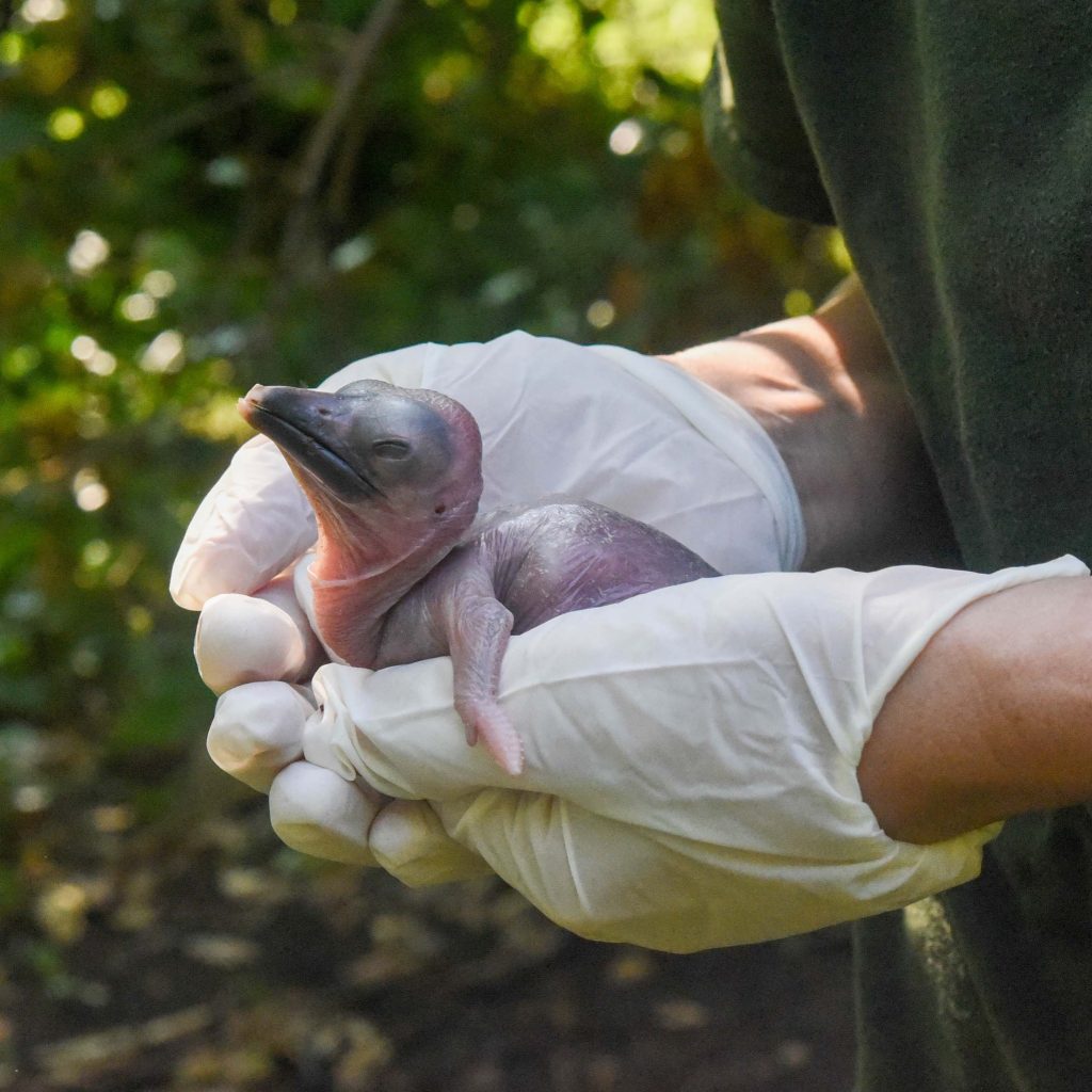 Special Chick Hatches At Zoo After 10-Year Wait - Maryland Zoo Zoo Guide
