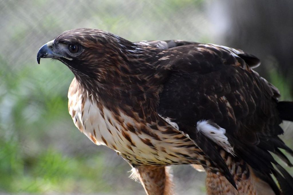 Fun Fact! Red-Tailed Hawks: Distinctive Calls Used For Almanac - Zoos ...