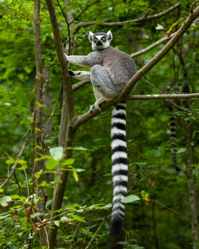 Winner Chosen: Best Ring-Tail Tail Contest - Duke University Lemur ...