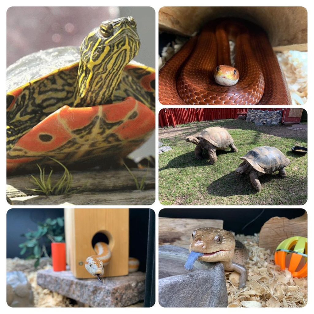 Discover The Vast Reptile Diversity In Your Zoo! - Idaho Falls Zoo Zoo ...