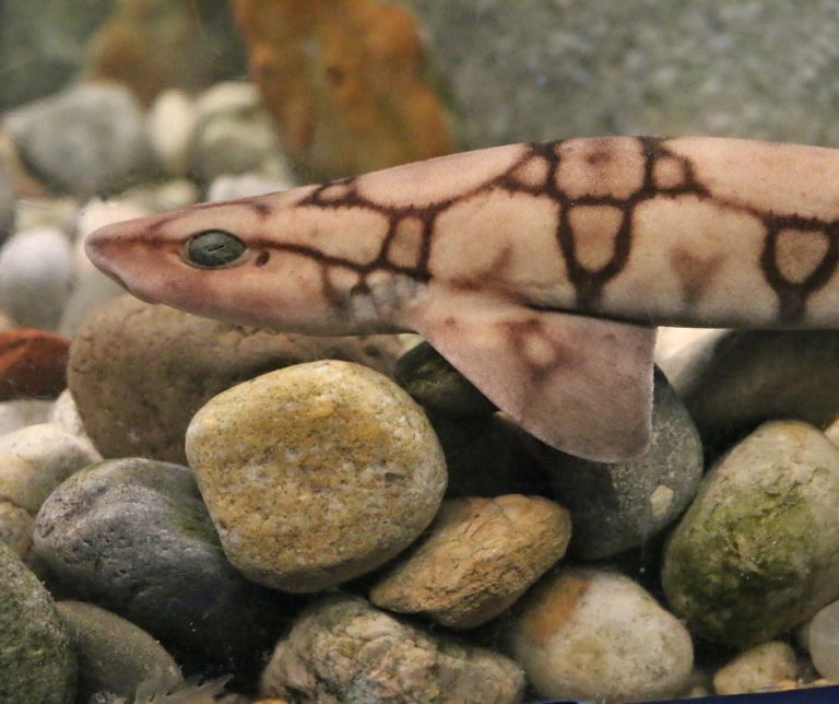 Maritime Aquarium: Hub For Shark Diversity - Maritime Aquarium Zoo Guide