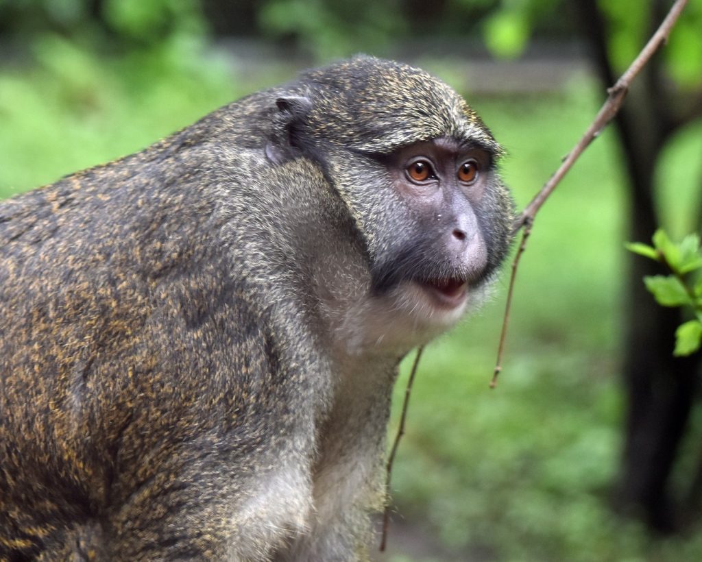 Discover Azizi And Pepper: Marvelous Allen's Swamp Monkeys! - Detroit ...