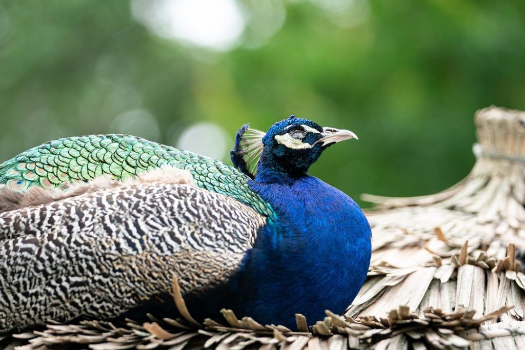 Male Peafowl: Fascinating Facts About The Peacock - Cape May County Zoo ...