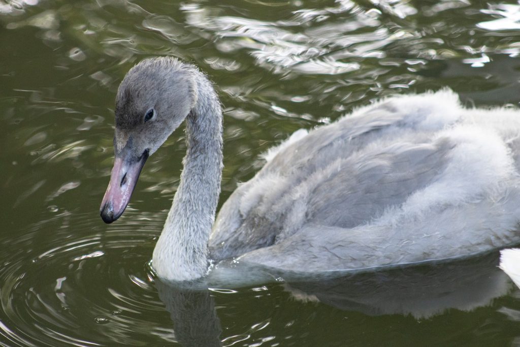 Trumpeter Swan Cygnet Catching Up To Mom And D - Lee Richardson Zoo Zoo ...