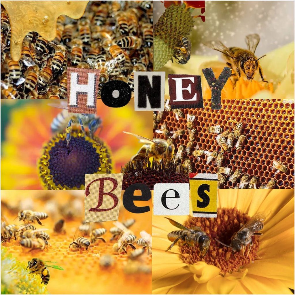 Butterfly Pavilion Celebrates Honey Bees All Month - Butterfly Pavilion ...