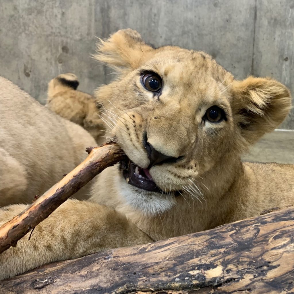 Best Time To Visit To Ensure Lion Sightings - Lincoln Park Zoo Zoo Guide