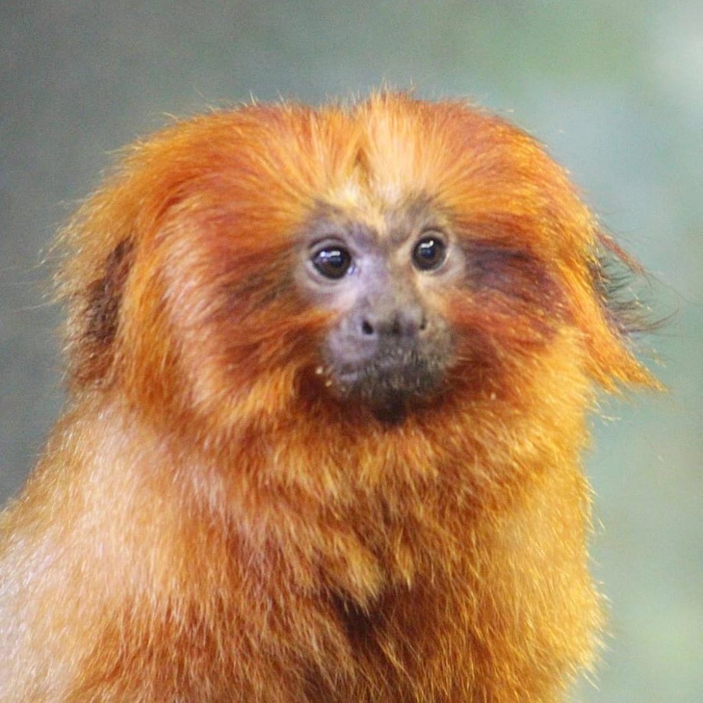 Intl Golden Lion Tamarin Day: Striking Orange-Yellow Monkeys - Kansas ...