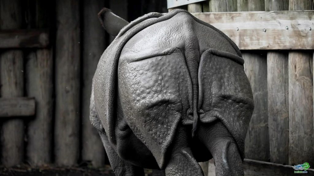 Over 300 Tons Of Poo Generated By Hoofstock Annually! - Buffalo Zoo Zoo ...