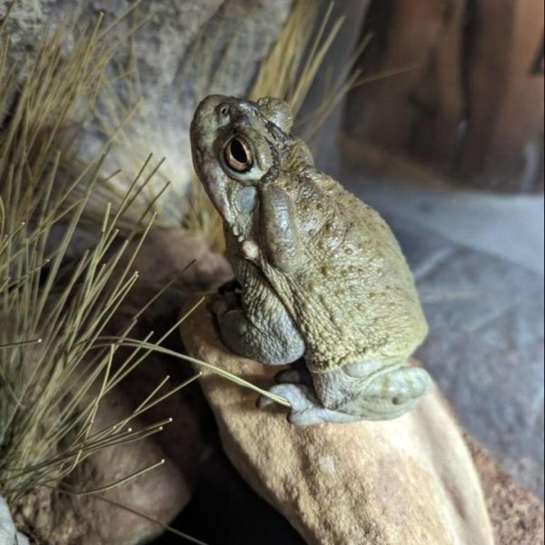 Introducing Our Sonoran Desert Toad: Fun Facts! - Landrys Denver ...