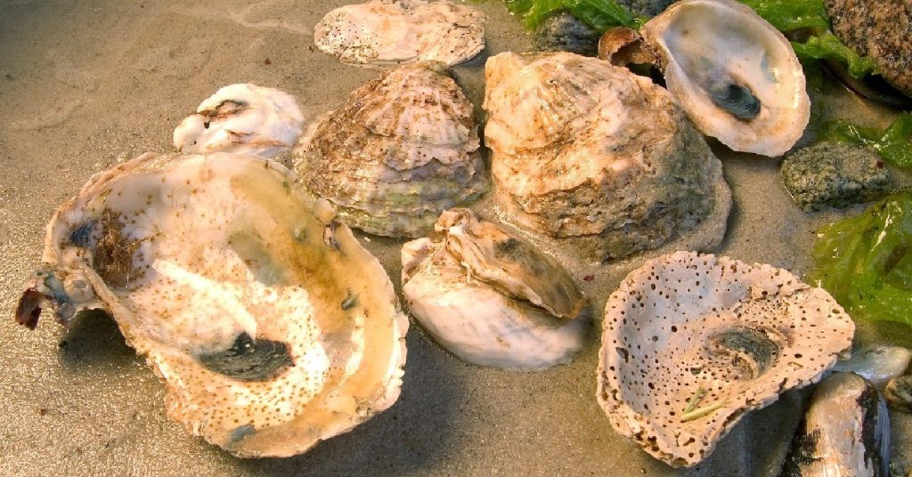 Did You Know that the Eastern Oyster Is Connecticut's State Oyster ...