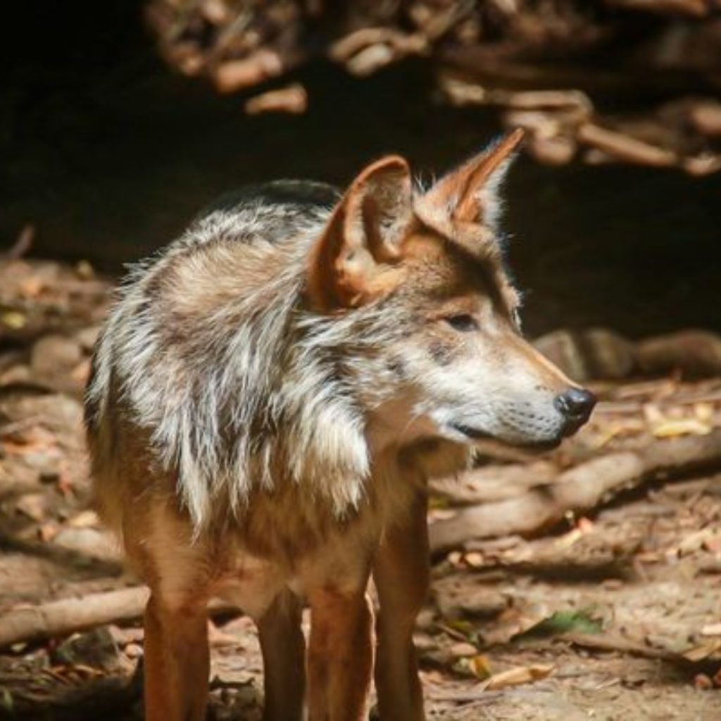 Tag Us With Pictures At The Zoo To Share Your Visit - Franklin Park Zoo ...