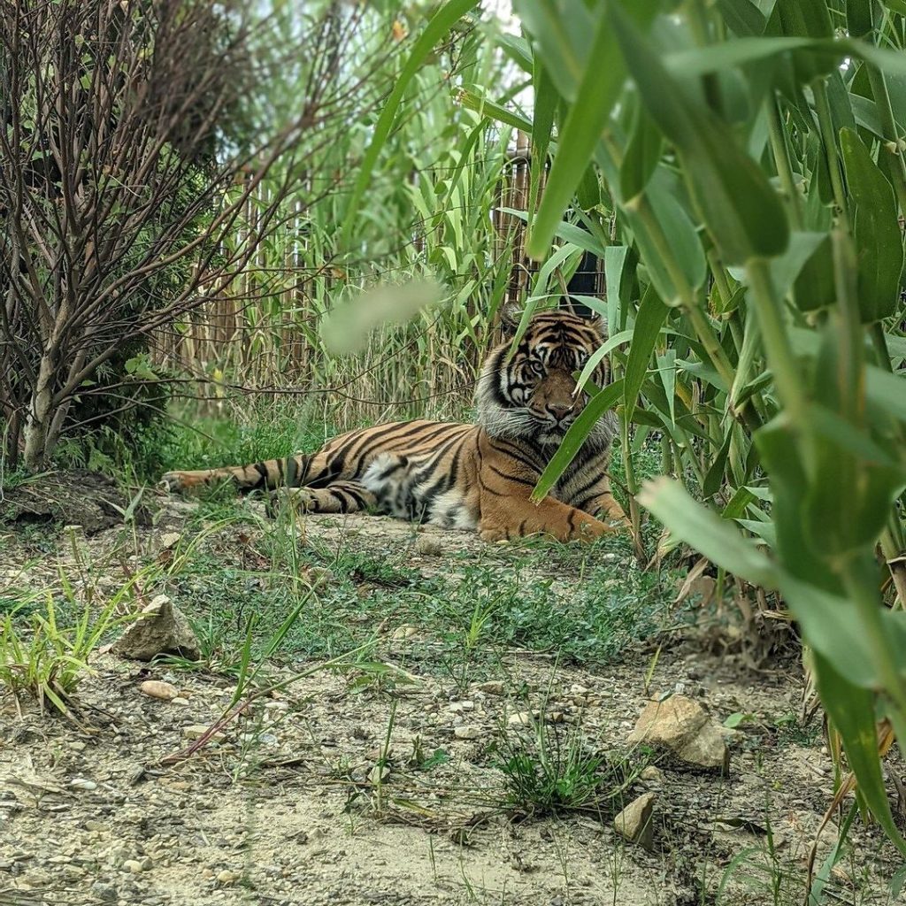 Peek-a-boo: Eko Spotting You! - Zoo Guide