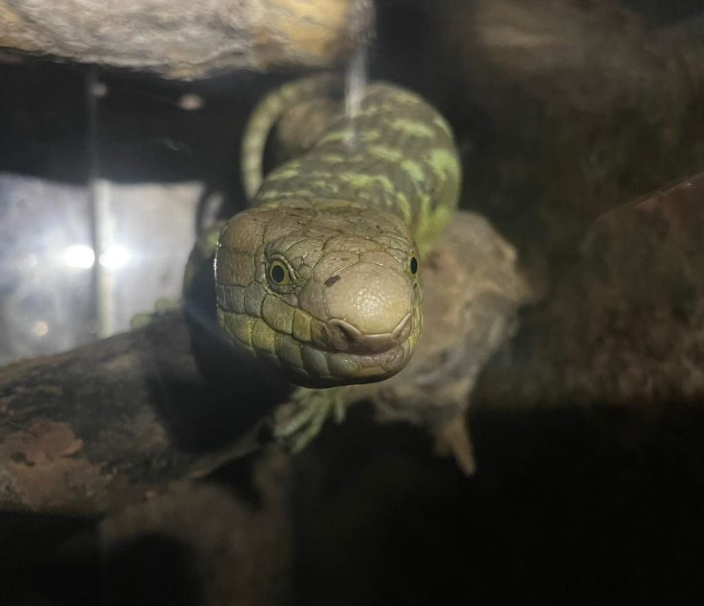 Gizmo: An Up Close Encounter - Zoo Montana Zoo Guide