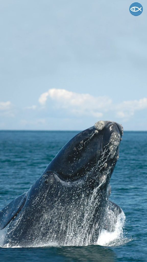 What Can We Learn From Right Whale Poop? - New England Aquarium Zoo Guide