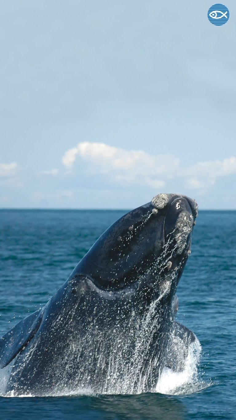 What Can We Learn from Right Whale Poop? - Zoo Guide
