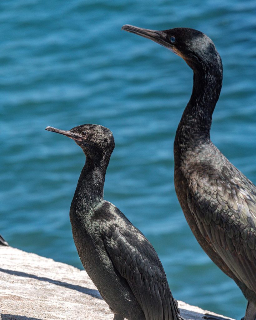 Birds Can Fart: True or False? - Zoo Guide