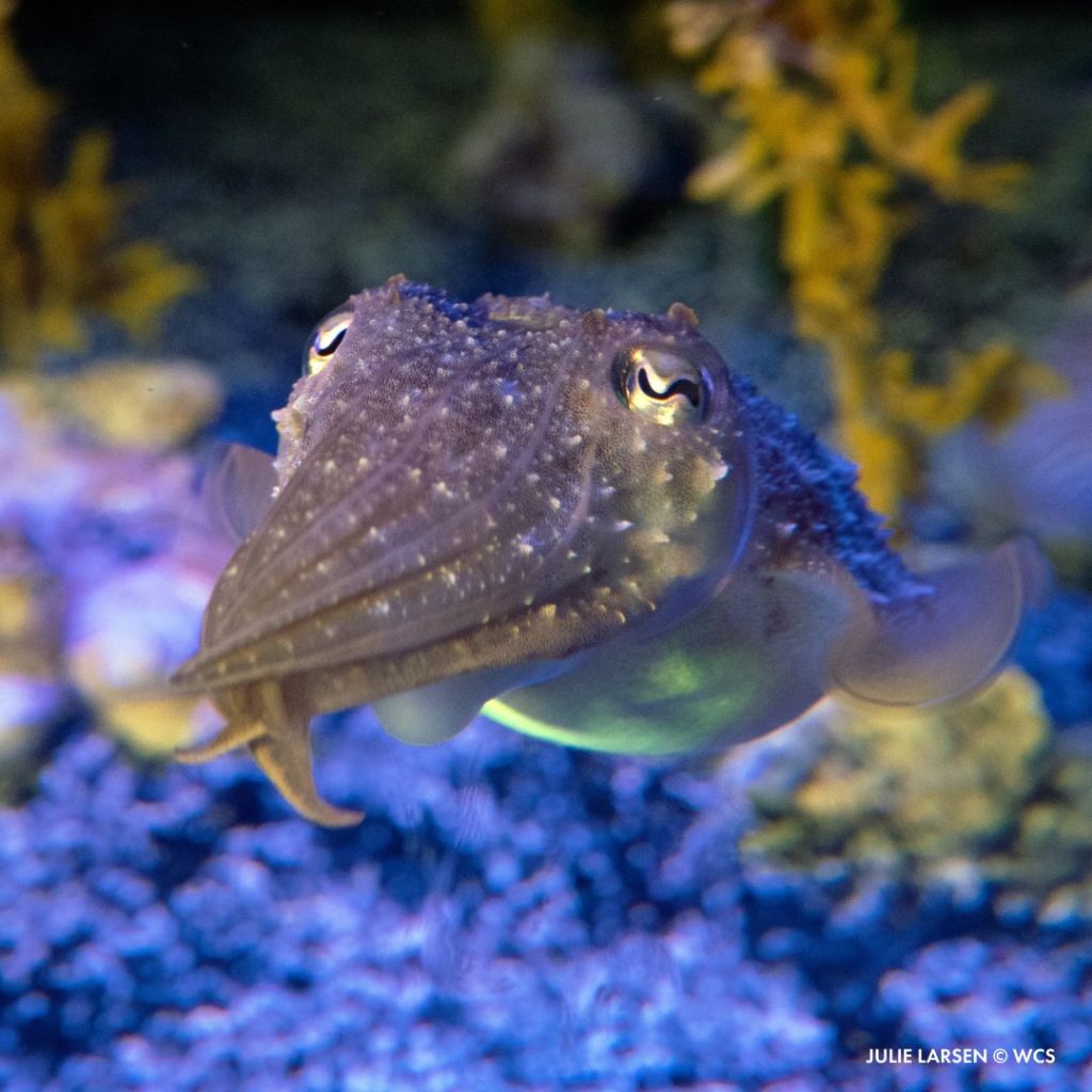 The Many Faces Of The Common Cuttlefish - New York Aquarium Zoo Guide