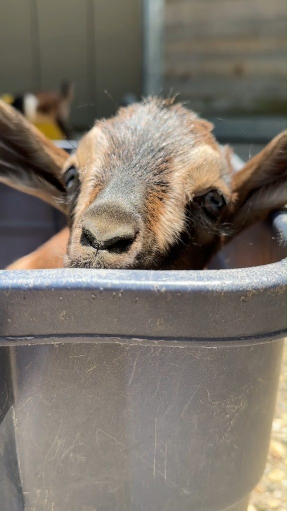 Baby Arapawa Goat: Bucket Of Joy! - Philadelphia Zoo Zoo Guide