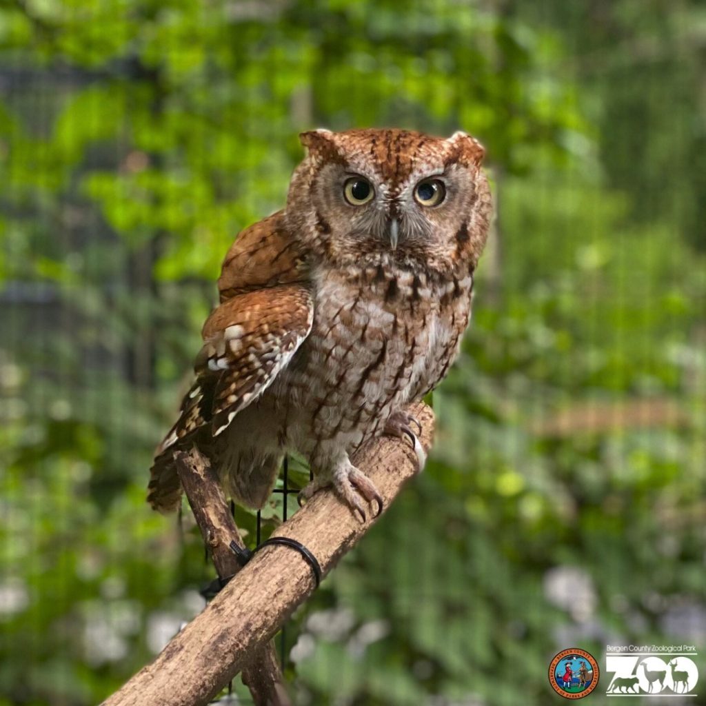 Eastern Screech Owls: Many Sounds, Low Hoots And Whistles - Zoos - USA ...