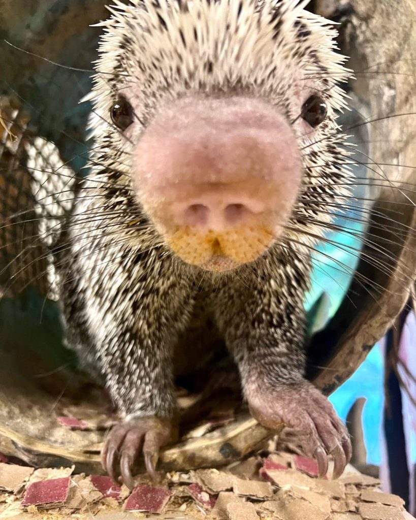 Rico The Porcupine: Looking Sharp! - Zoos - USA - Ohio - Cincinnati Zoo ...
