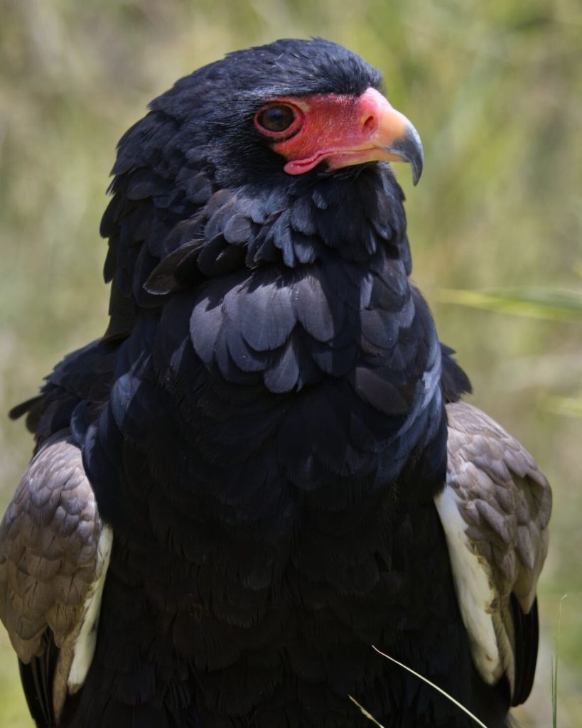Cameron, The Majestic Bateleur Eagle - Zoos - USA - California ...
