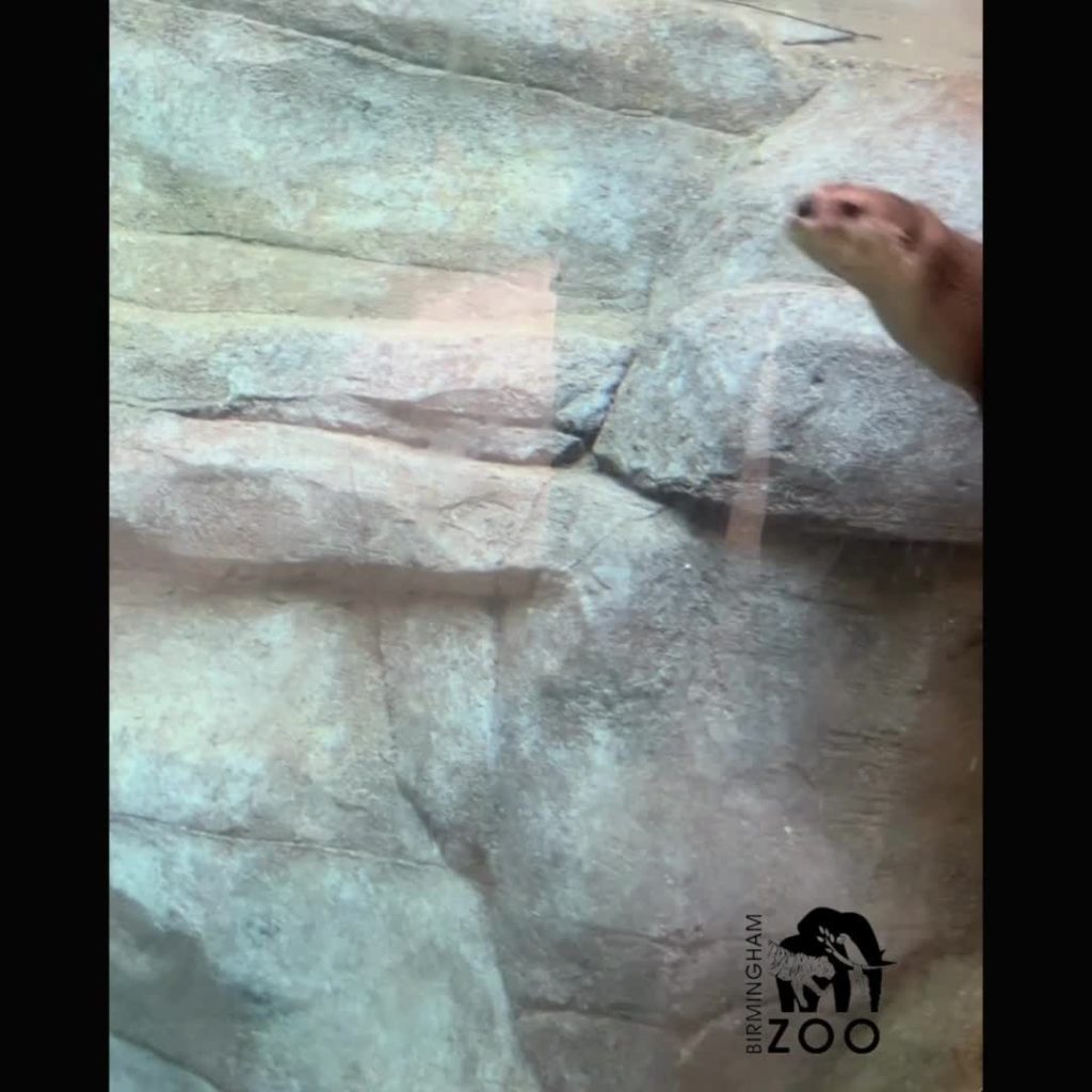 Otterly Adorable Animal Friends: Plan Your Visit To Birmingham! - Zoos ...