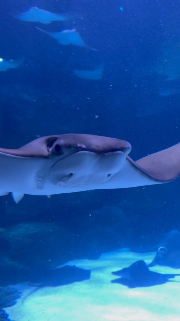 Celebrate National Stingray Day! - Ripley's Aquarium Myrtle Beach Zoo Guide