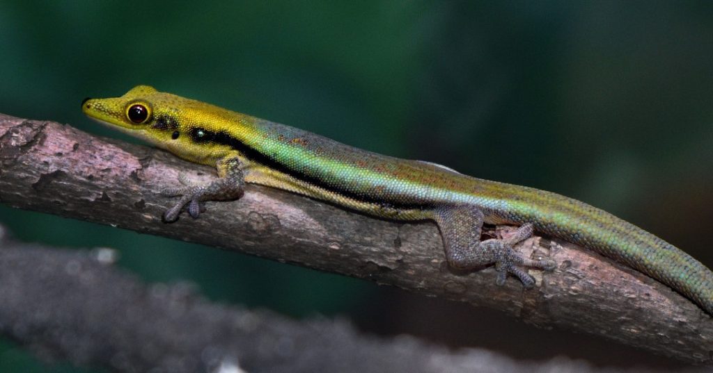 Endangered Neon Day Geckos: Natives Of Madagascar - Rosamond Gifford ...
