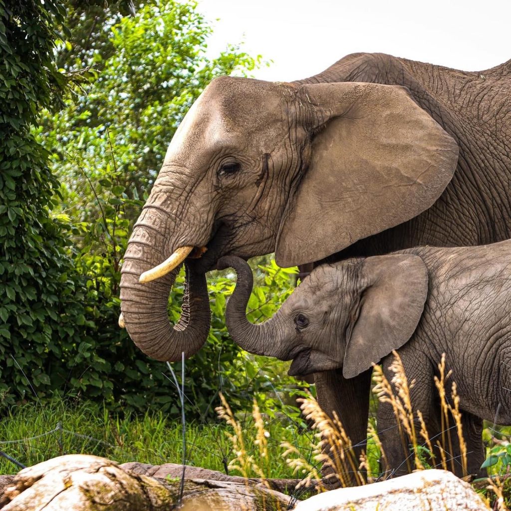 Happy World Elephant Day: Mopani Steals The Spotlight! - Zoos - USA ...