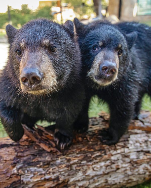 Heading To The Habitat: What Do Y'all Need? - Zoos - USA - Texas ...