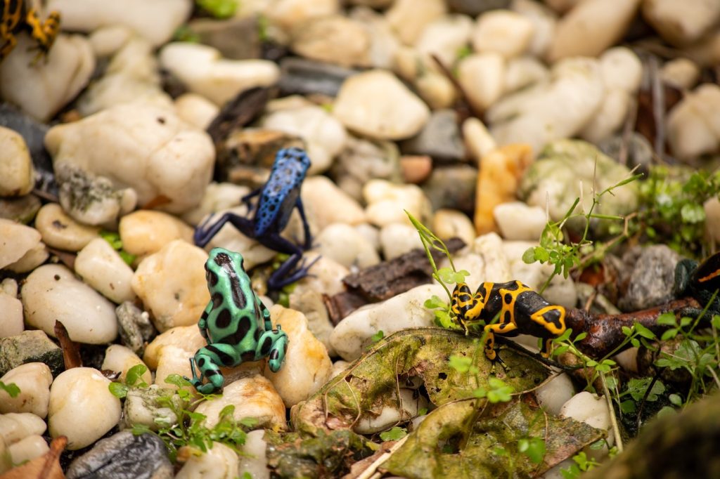 Game Time: Spot The Poison Dart Frogs In Photo 2. Leave Your Answer ...