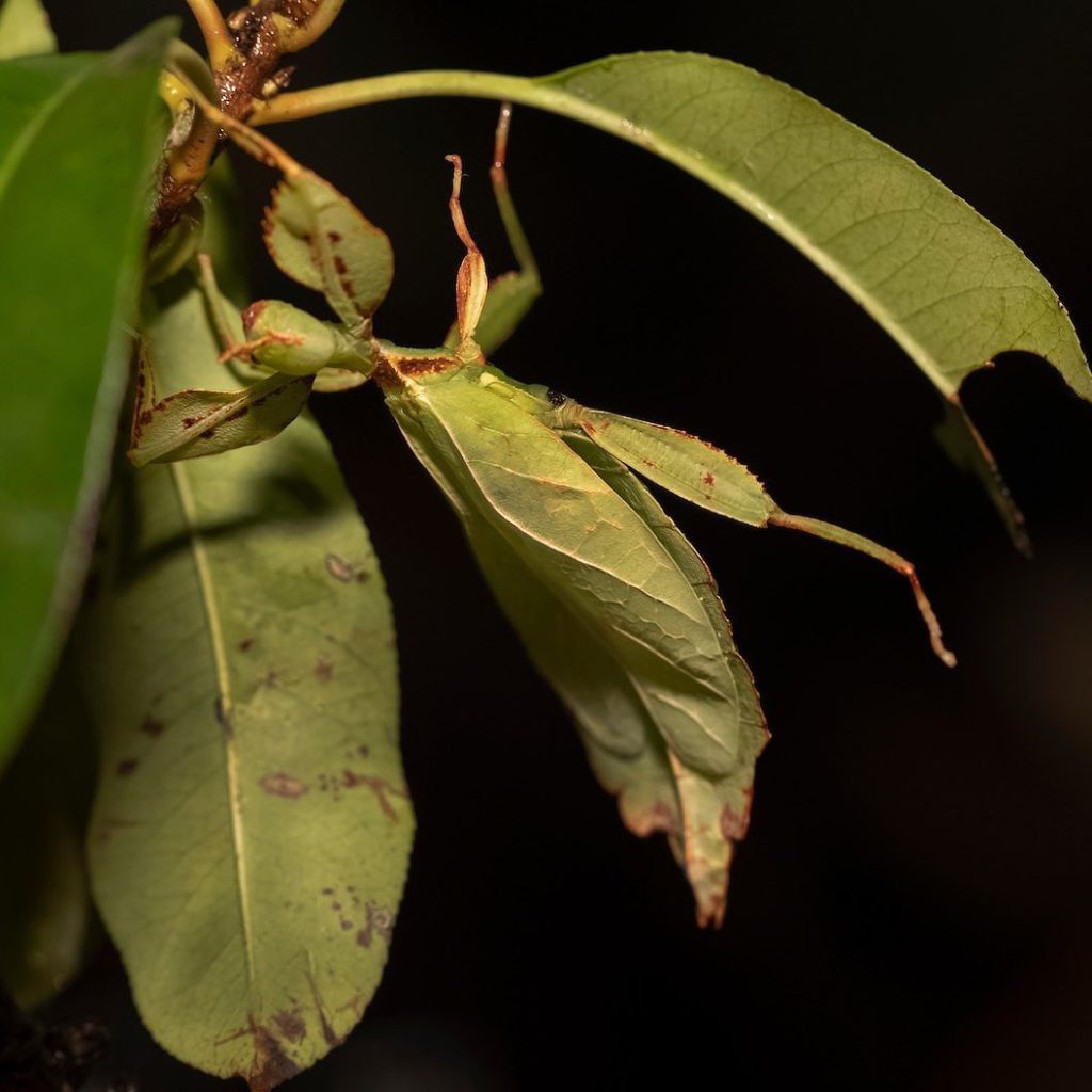 The Walking Leaf Insect: Hide And Seek Champion - Audubon Aquarium Of ...