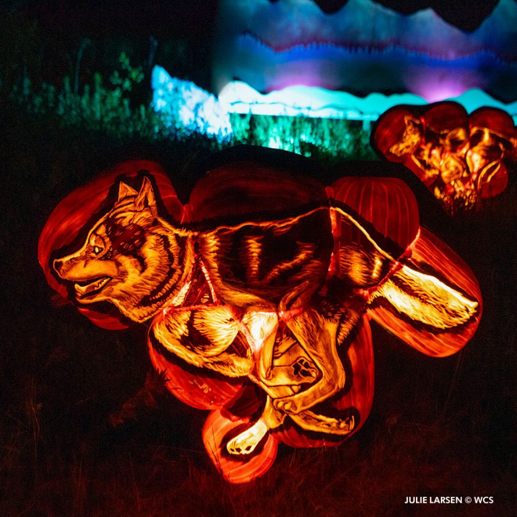 Pumpkin Nights: All-New Nighttime Halloween Event Debut - Bronx Zoo Zoo ...