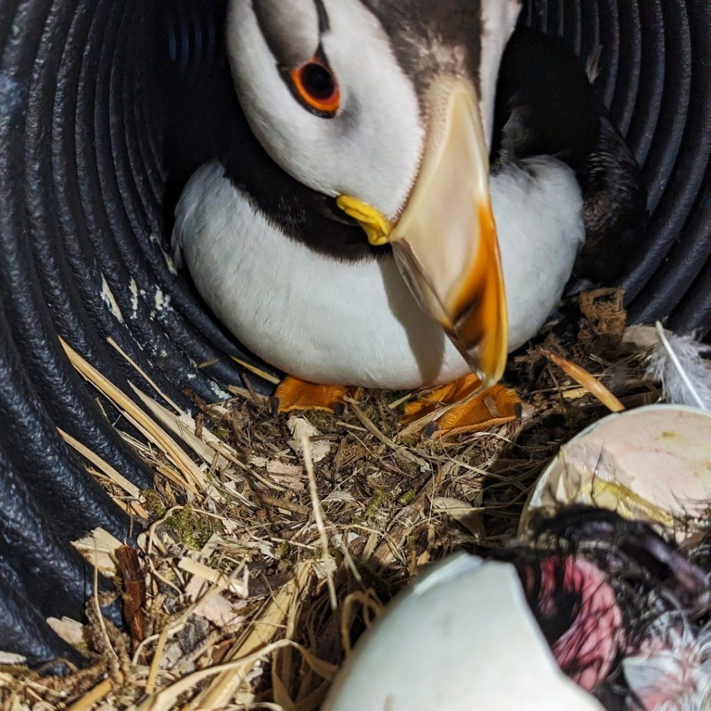Horned Puffins Olive And Razzmatazz: Foster Parents Keeping Close Watch ...