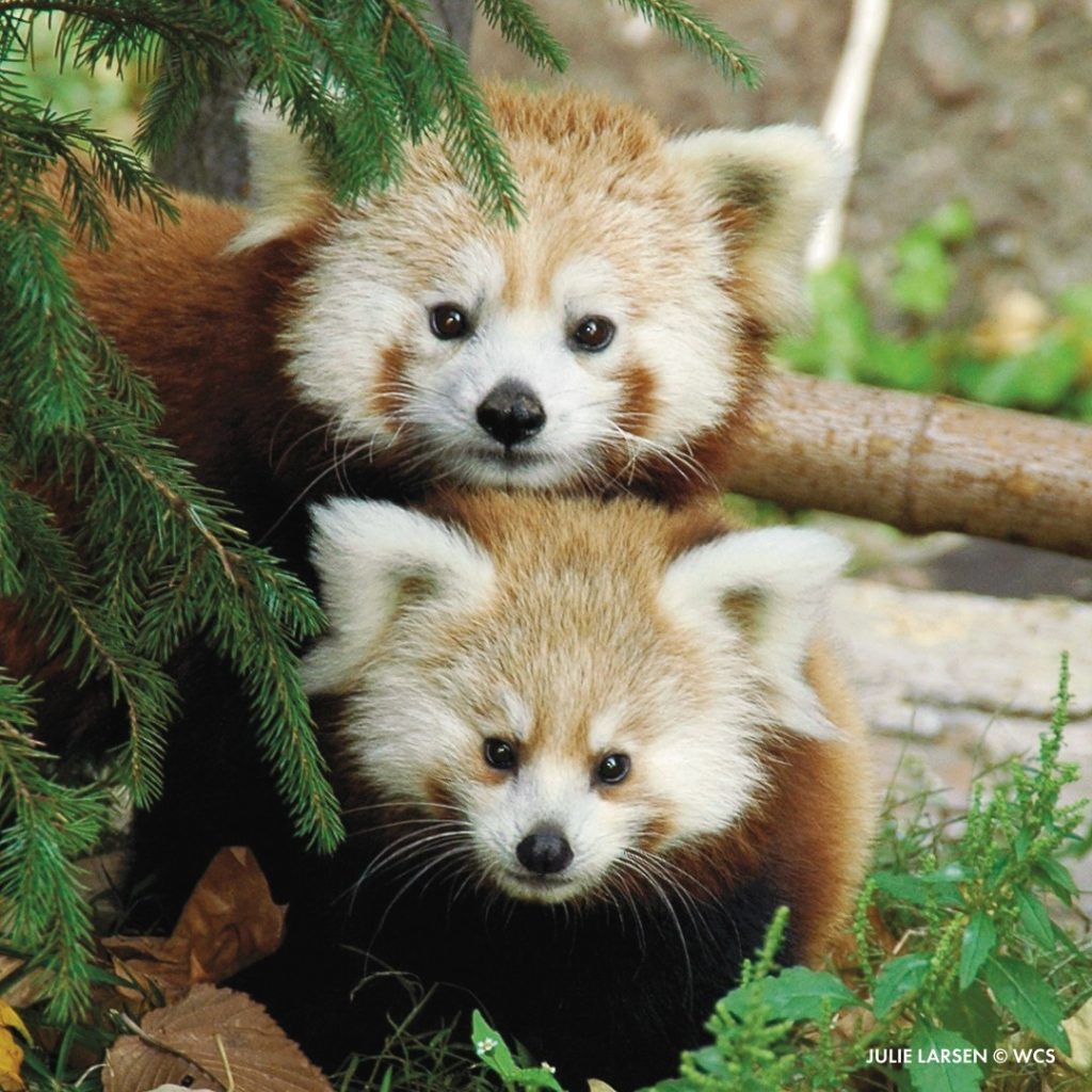 Exciting Announcement: New Program Launch! - Charles Paddock Zoo Zoo Guide