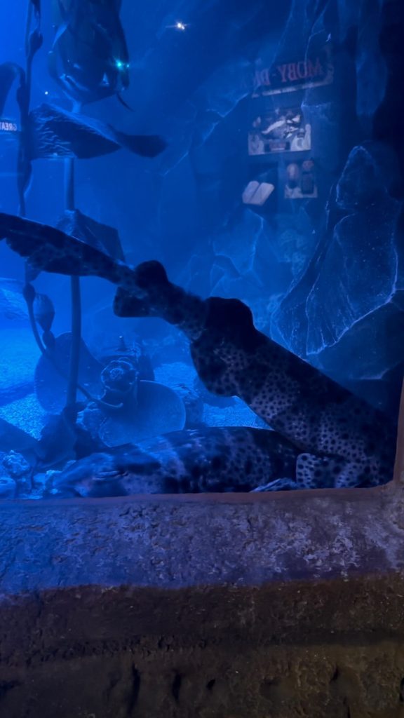 We Love Our Swell Sharks Cuddle Puddles - Ripley's Aquarium Of Canada ...