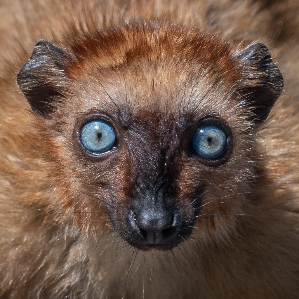 Perfect ProsImian Portraits: Meet Hawn, The Blue-Eyed Star - Zoos - USA ...
