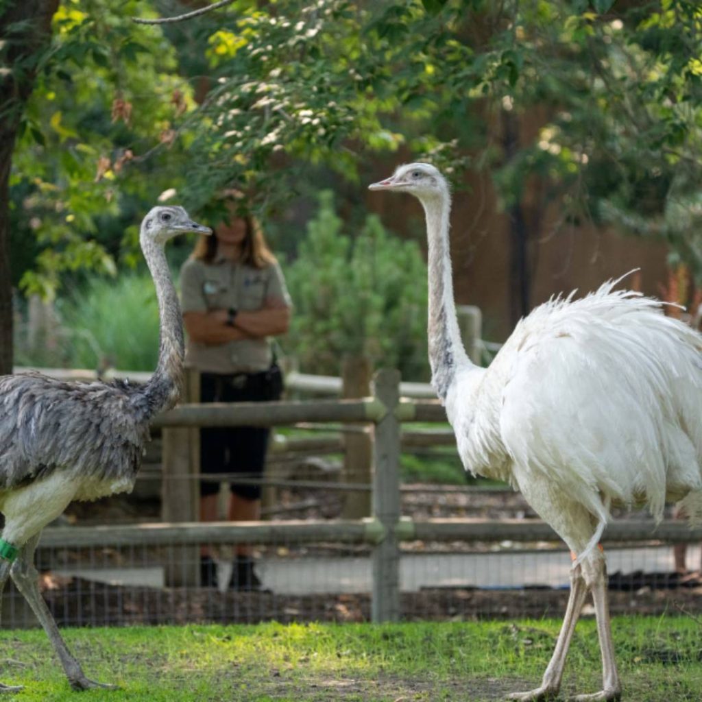 Exciting News! Welcoming Two Female Greater Rheas, 2-Year-Old ...
