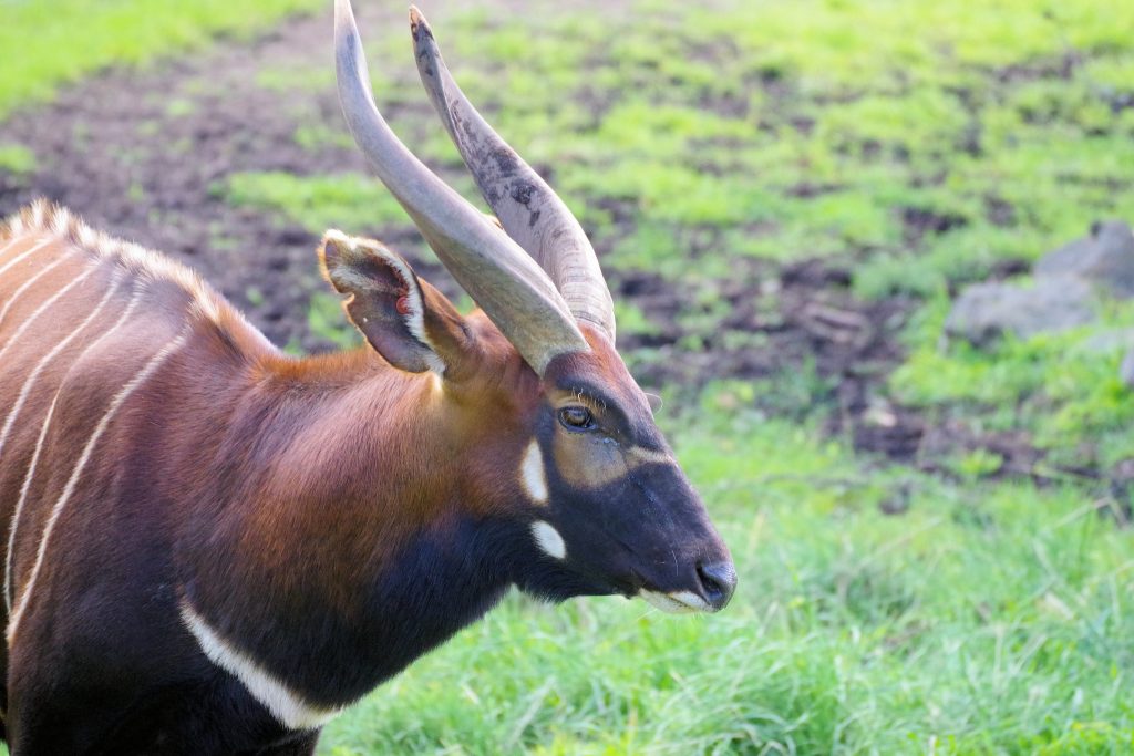 Definitive Guide To Mountain Bongo Facts, Habitat, Conservation Status, Zoo Populations ...