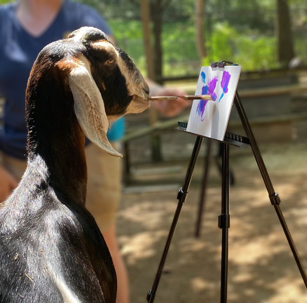The Art Of Training - Zoo Atlanta - Zoos - USA - Georgia - Atlanta Zoo ...