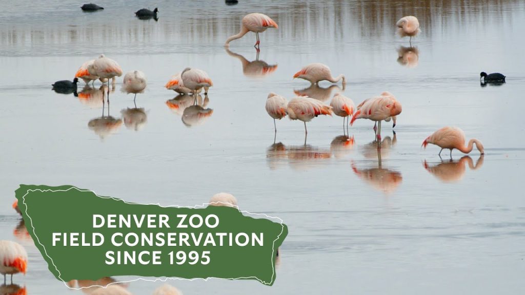 Denver Zoo Helps Save Wildlife - Zoos - USA - Colorado - Denver Zoo Zoo ...