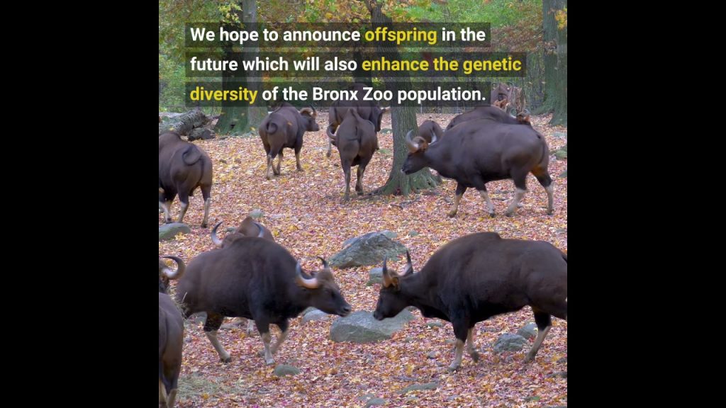 Beyond The Zoo: Gaur At Bronx Zoo - Bronx Zoo Zoo Guide
