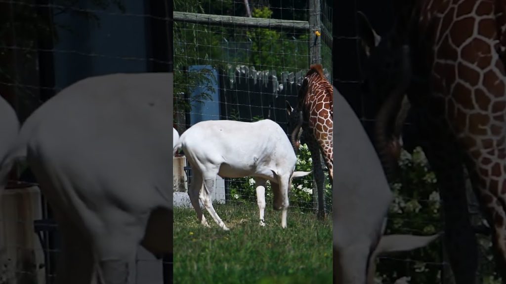 Addax At Blank Park Zoo - Zoos - USA - Iowa - Blank Park Zoo (Des ...