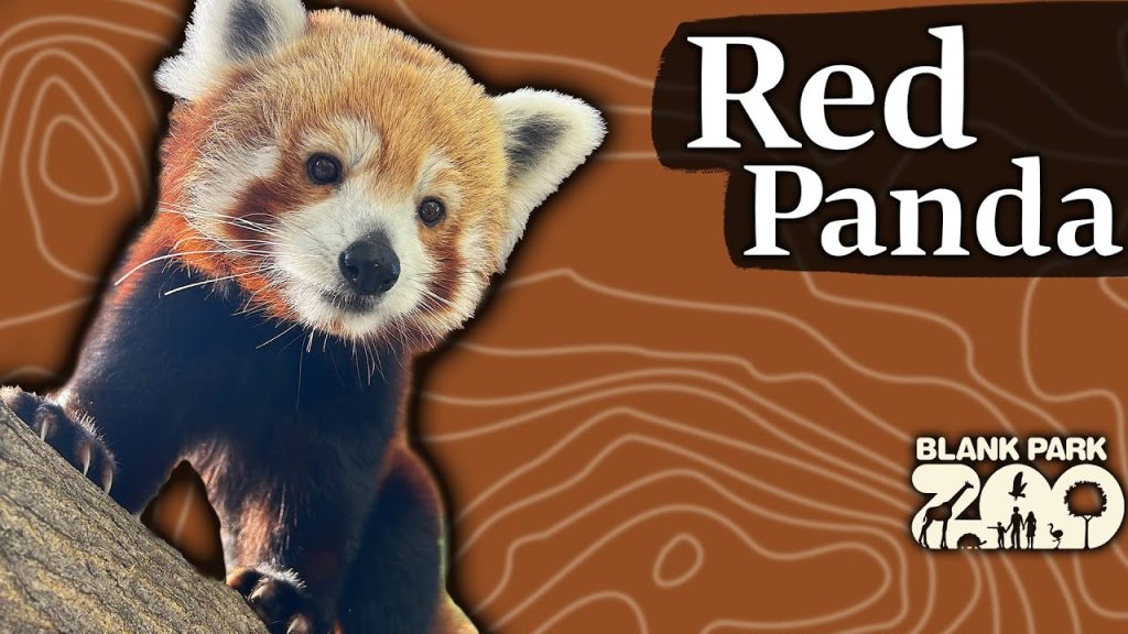 Introducing Red Pandas | Blank Park Zoo - Zoos - USA - Iowa - Blank ...