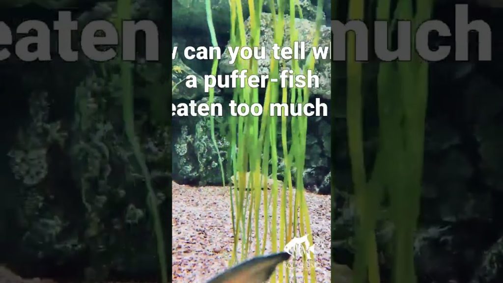Puffer-Fish: Fascinating Aquatic Species - North Carolina Aquarium At ...