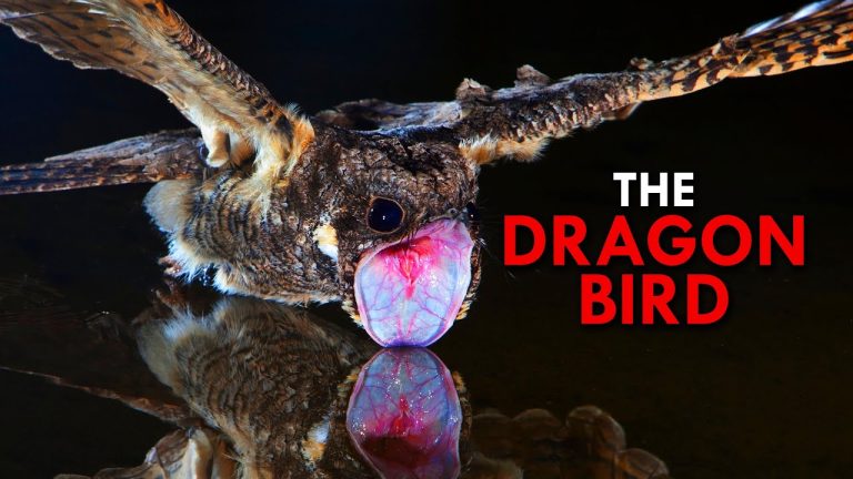 Great Eared Nightjar: The Dragon Bird - International Crane Foundation ...