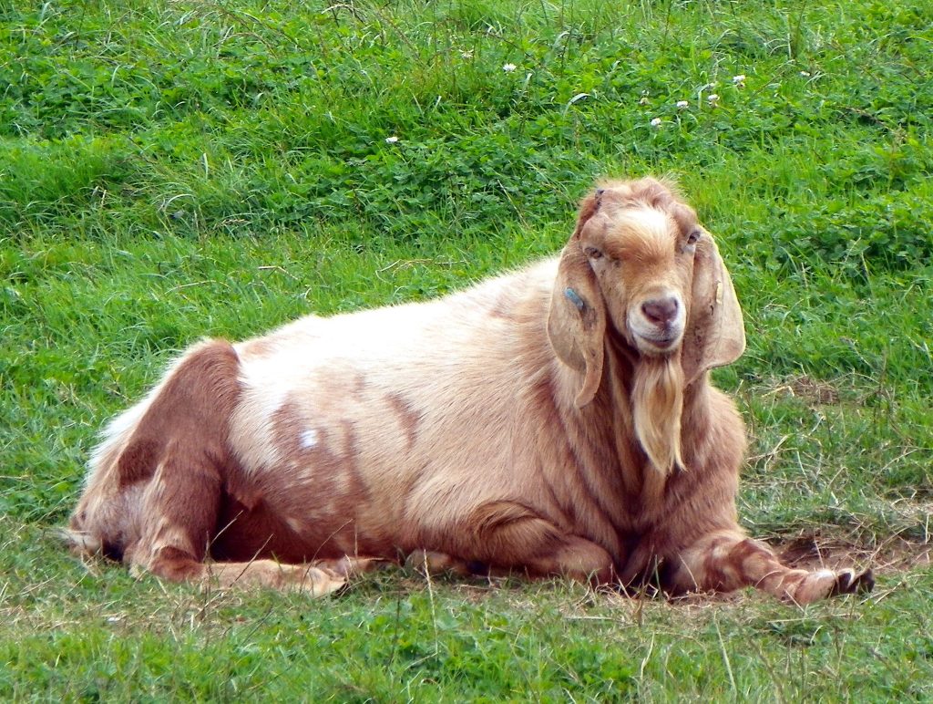 Definitive Guide To Anglo-Nubian Goat Facts, Habitat, Conservation ...